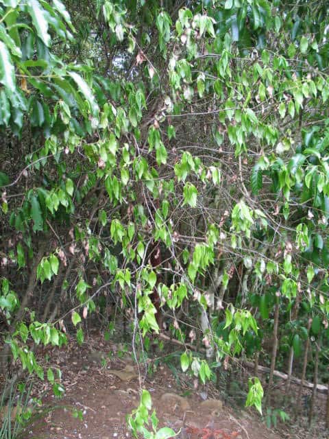 Māori Plant Use | Eske Style