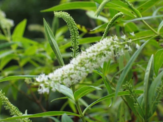 Māori Plant Use | Eske Style