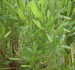 Māori Plant Use | Eske Style