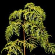 Māori Plant Use | Eske Style